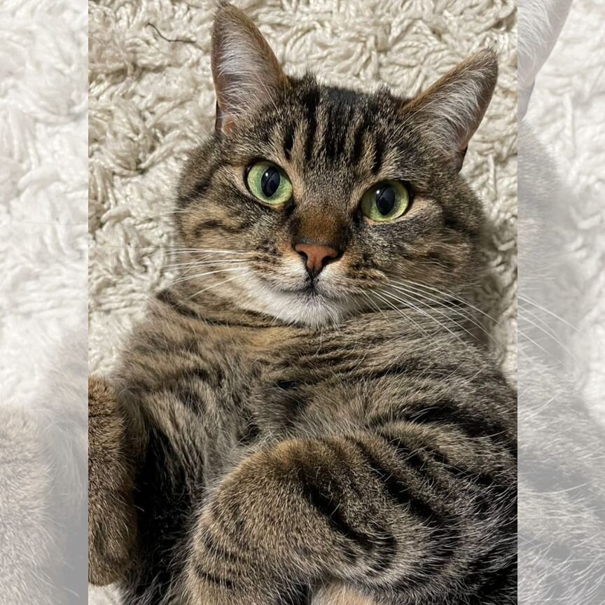 Взрослая кошка в добрые руки