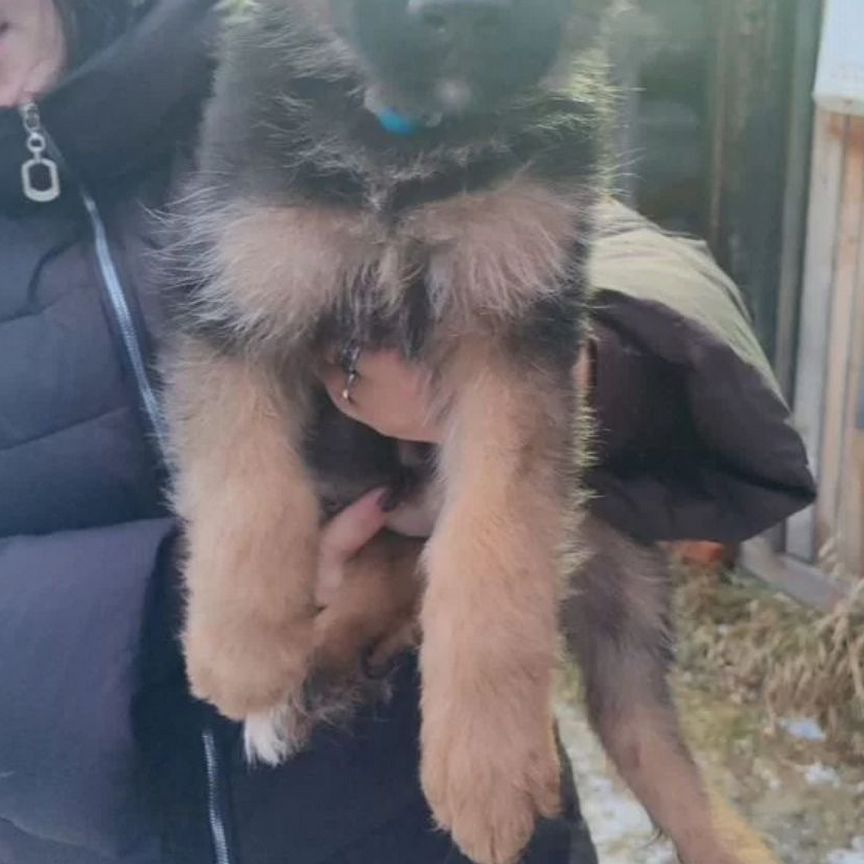 Немецкая овчарка, щенок