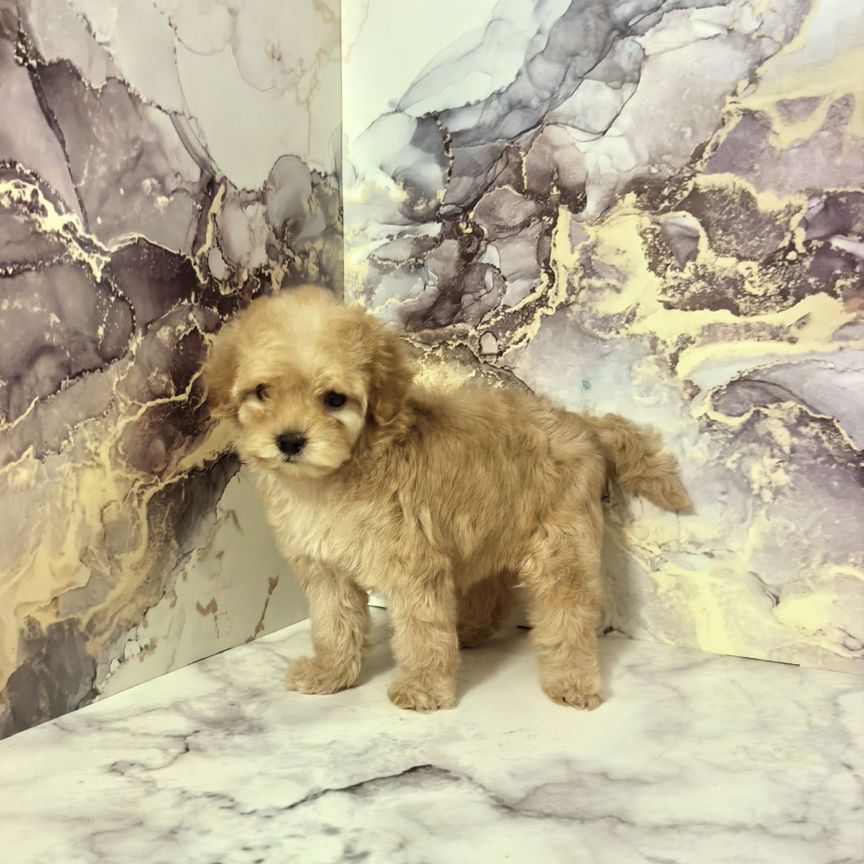 Мальтипу девочки