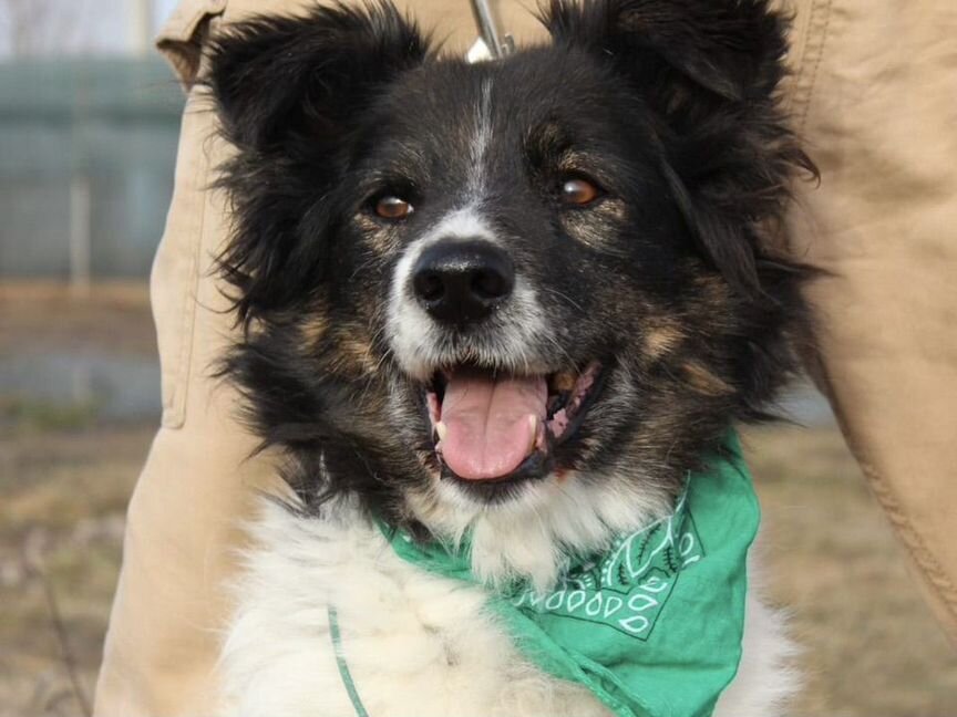 Ричи. Пес из приюта в добрые руки