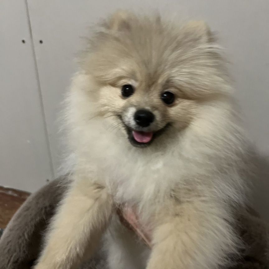 Немецкий шпиц девочка