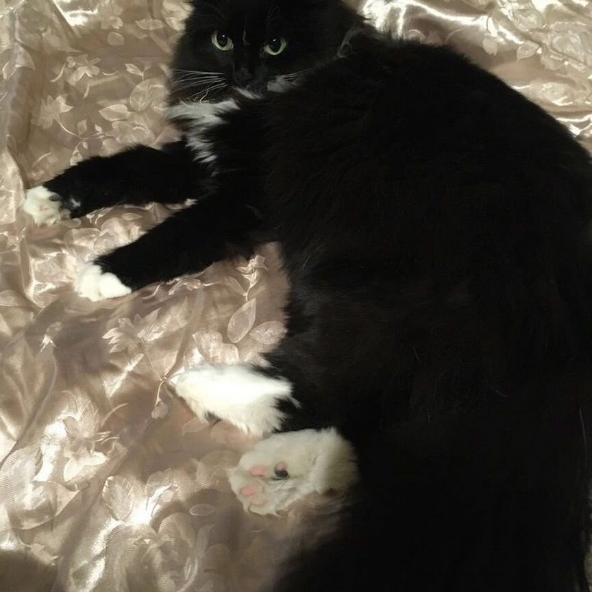 Кошка в добрые руки