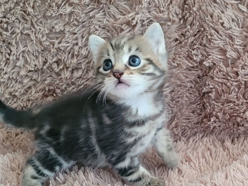 Котенок мальчик в добрые руки