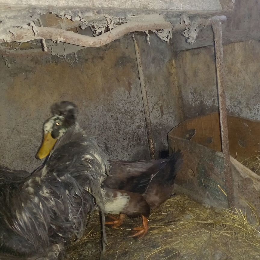 Селезень хохлатой утки