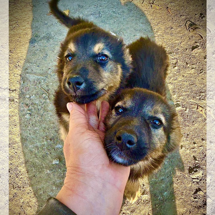 Щенок в добрые руки