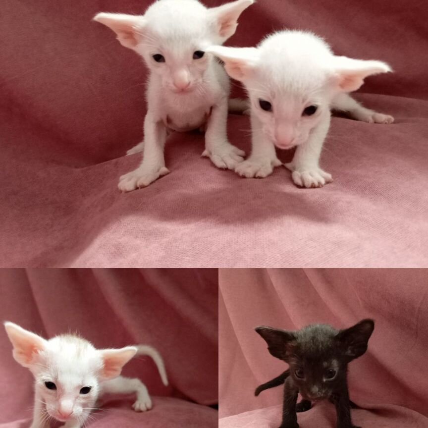 Ориентальный котёнок