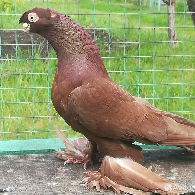 Голуби узбекские малоклювые