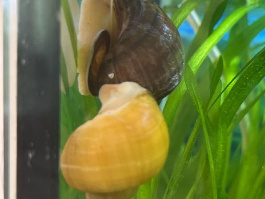 Улитки аквариумные икра