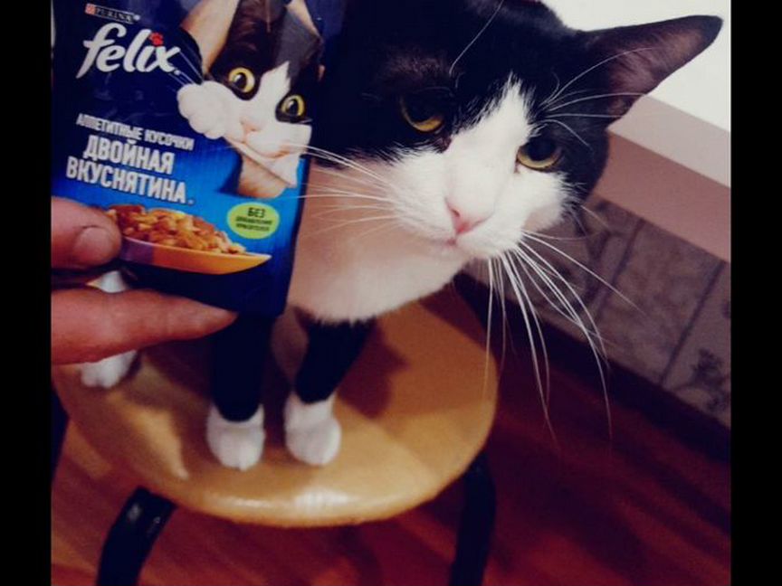Отдам кота в добрые руки