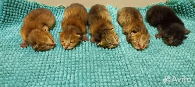 Котята чаузи ф1 под бронирование