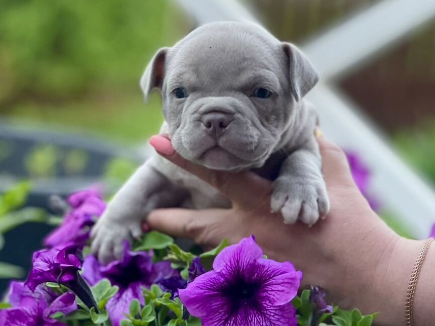 Шикарные щенки ам булли