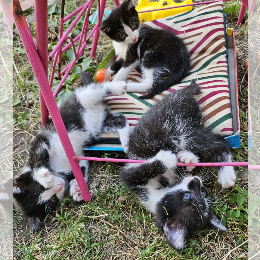 Котята в добрые руки бесплатно