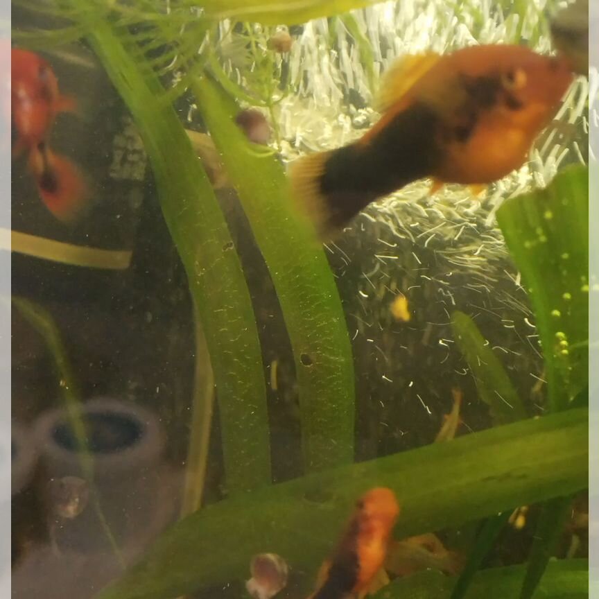 Аквариумные рыбки