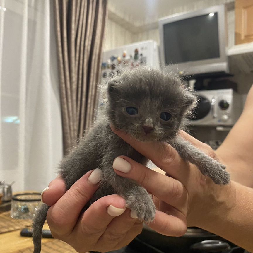 Котенок в добрые руки