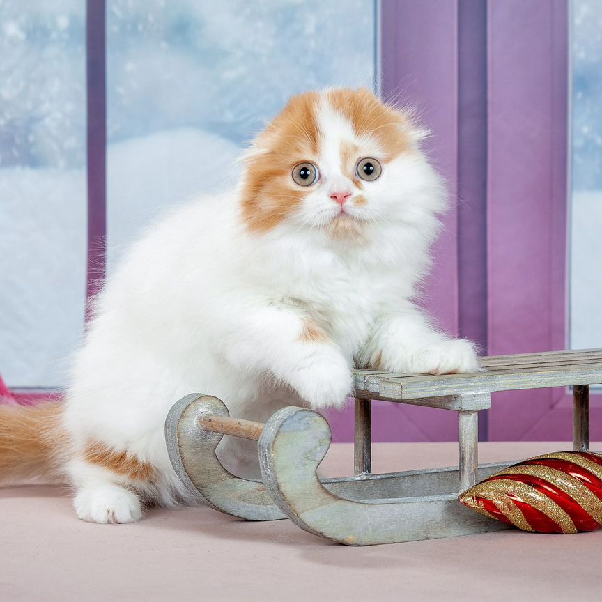 Шотландский вислоухий длинношёрстный котёнок