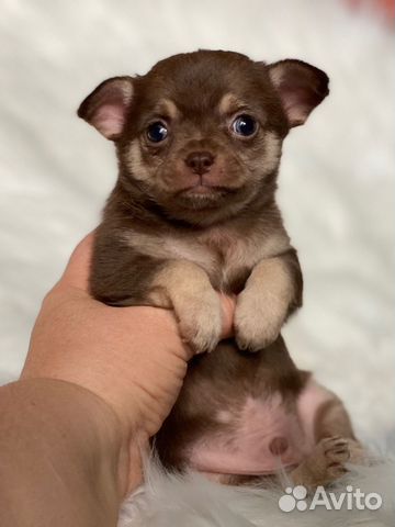 Чихуахуа шоколадики