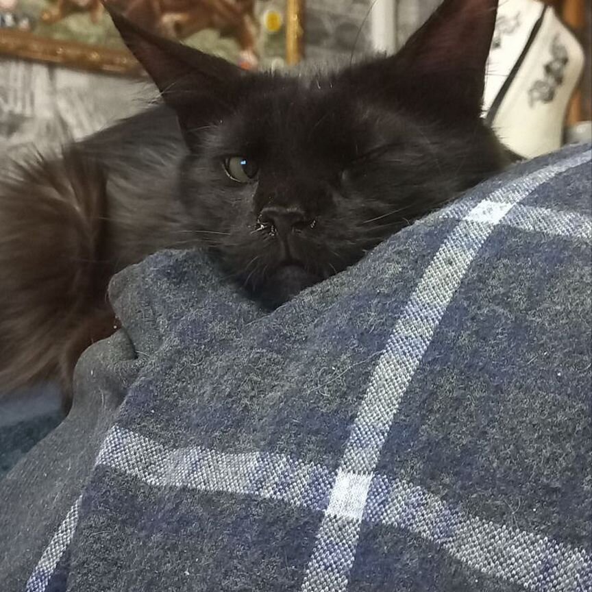 Котмейн-кун бесплатно