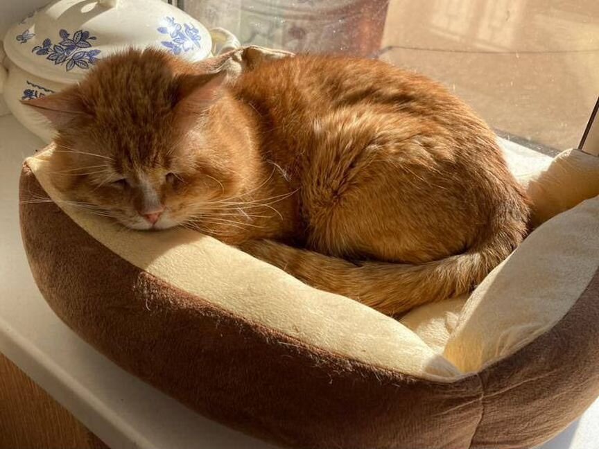 Котик в добрые руки