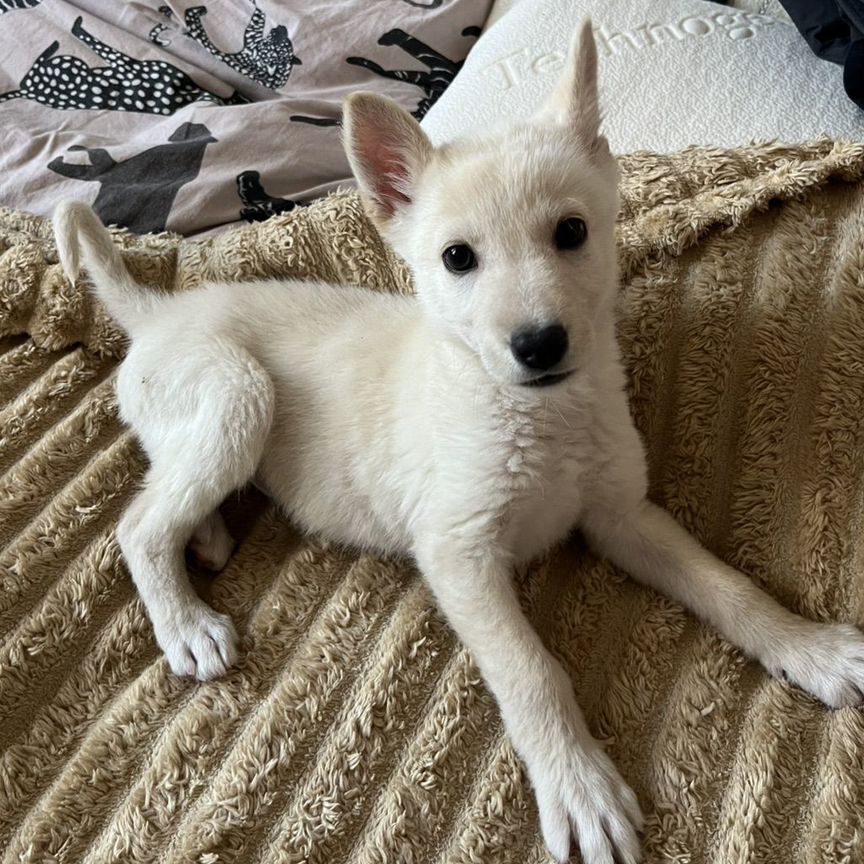 Волкособ, щенок