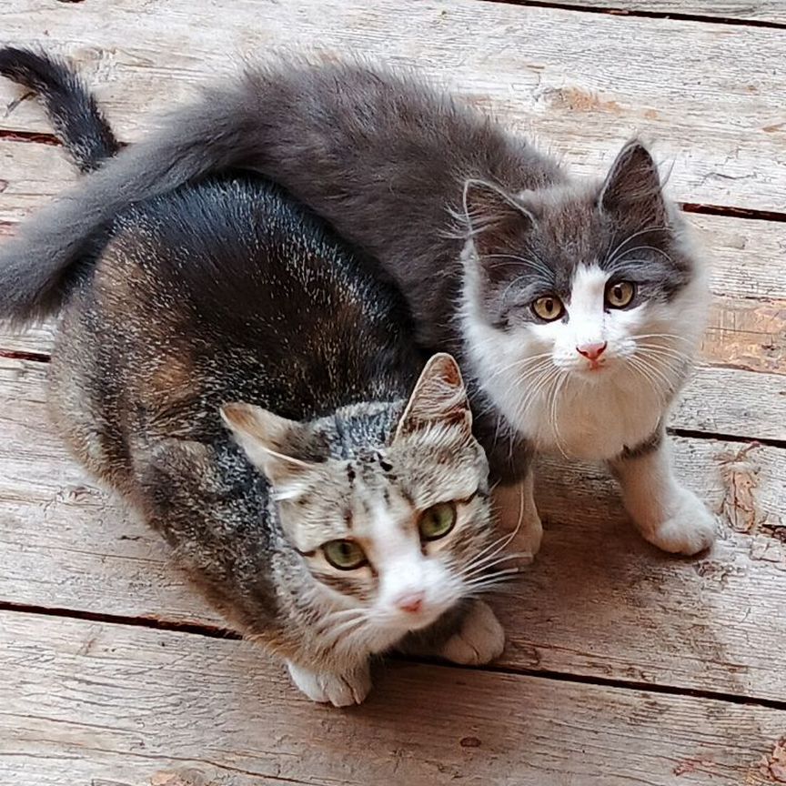 Котята в добрые руки