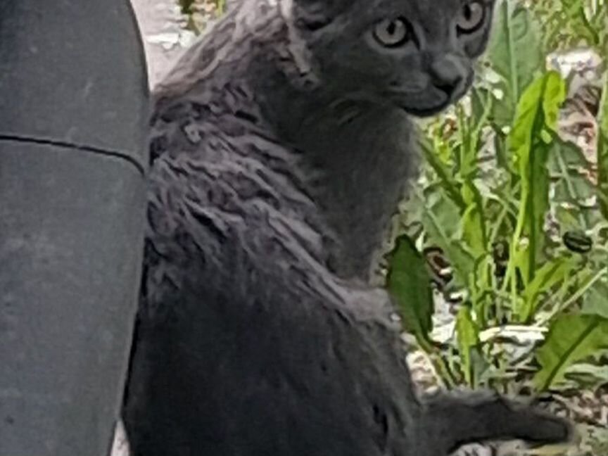 Пропадает котенок