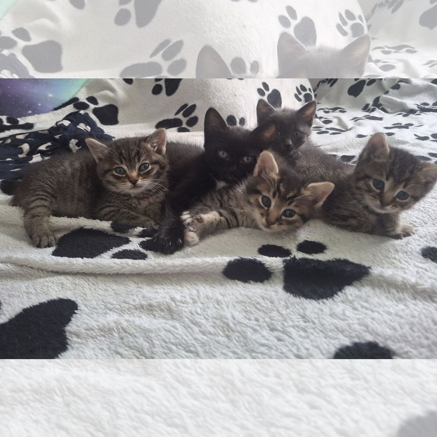 Котёнок в добрые руки