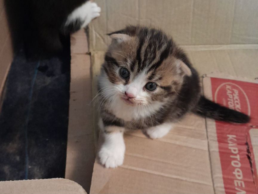 Британские-шатландские котята