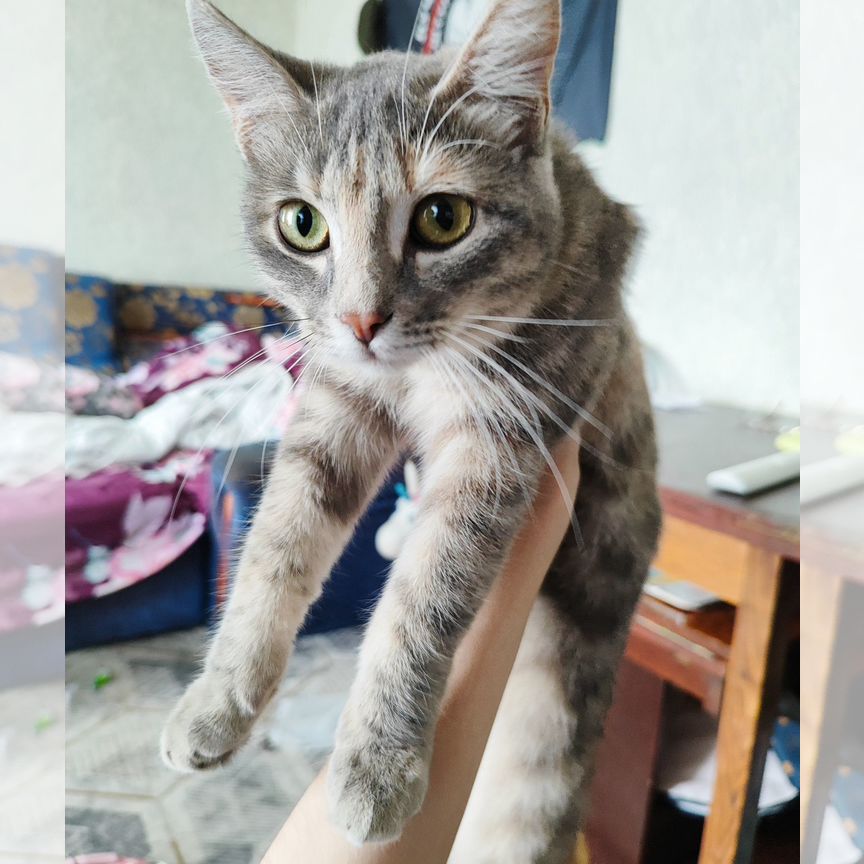 Взрослая кошка в добрые руки