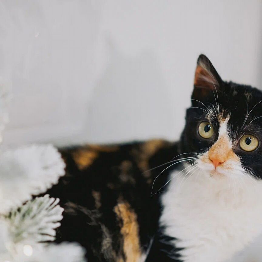 Котёнок Куки не даст умереть от скуки