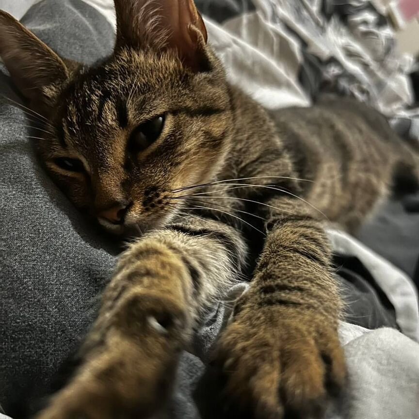 Кошечка Кара ищет дом