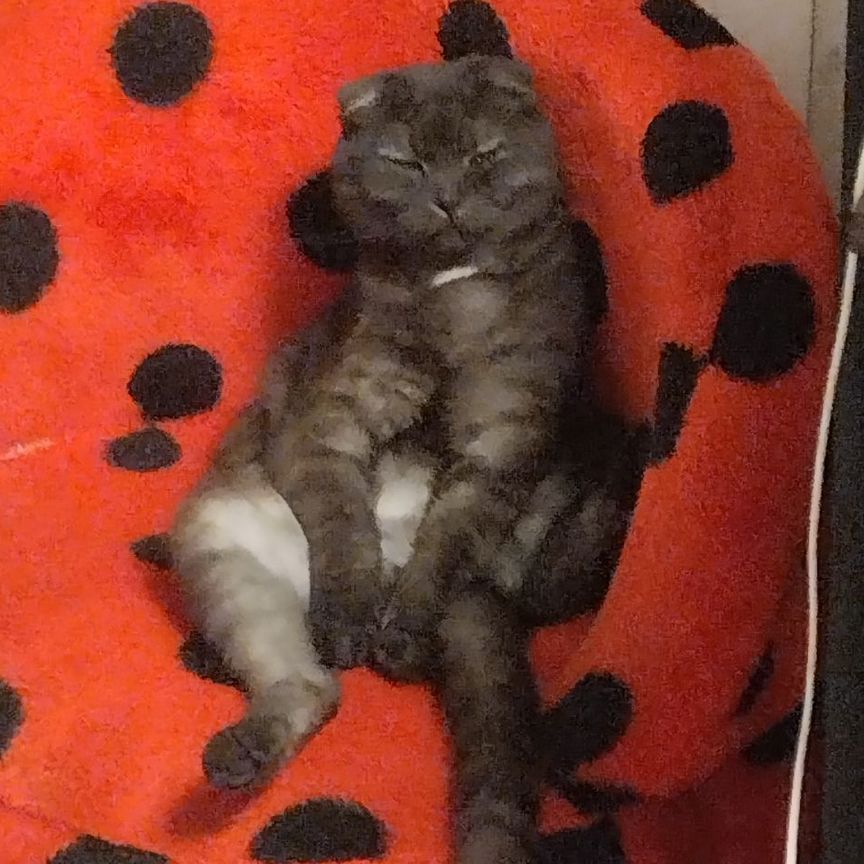 Шотландский вислоухий короткошёрстный, взрослый кот