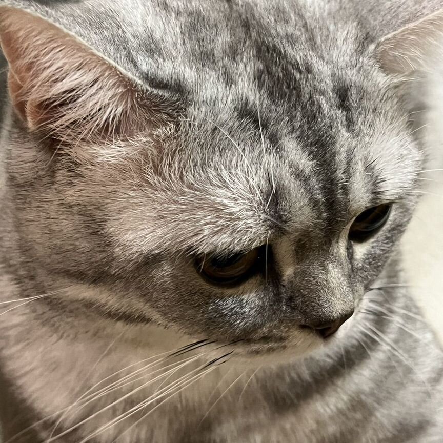 Котик британец 01.04.2024