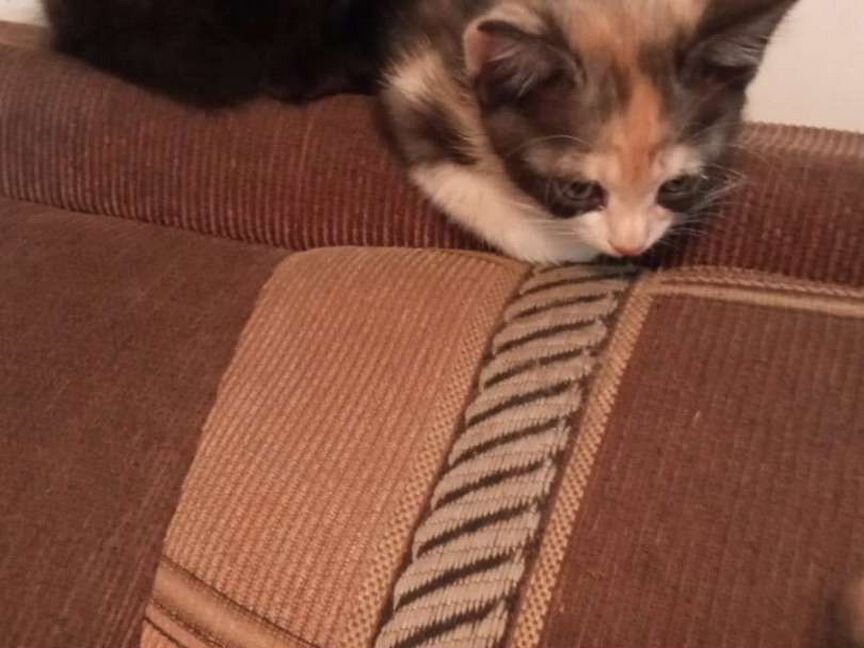 Котики в дар