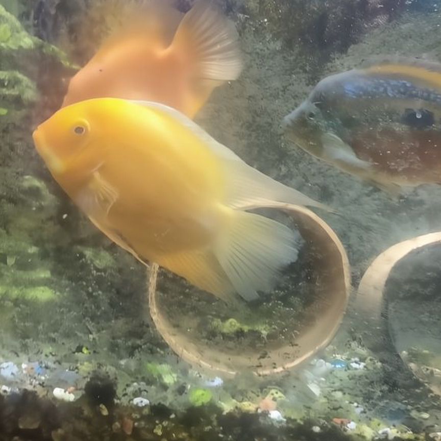 Рыба попугай и ещё 2 рыбы