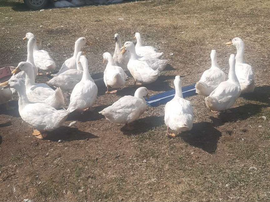 Домашняя птица. Утки, петушки