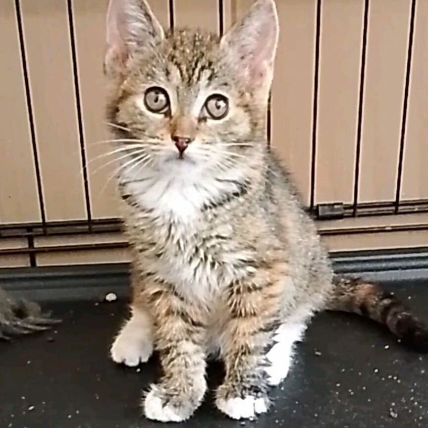 Котенок-девочка в добрые ручки