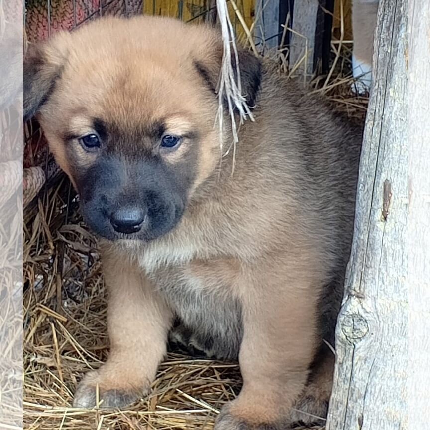 Щенок в добрые руки