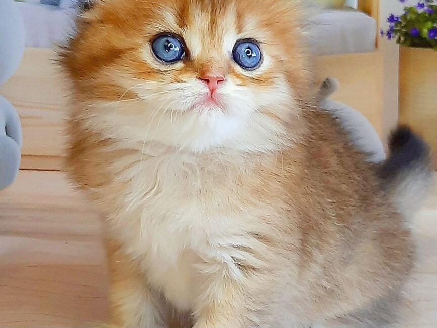 Шотландские котята. Пушистое чудо