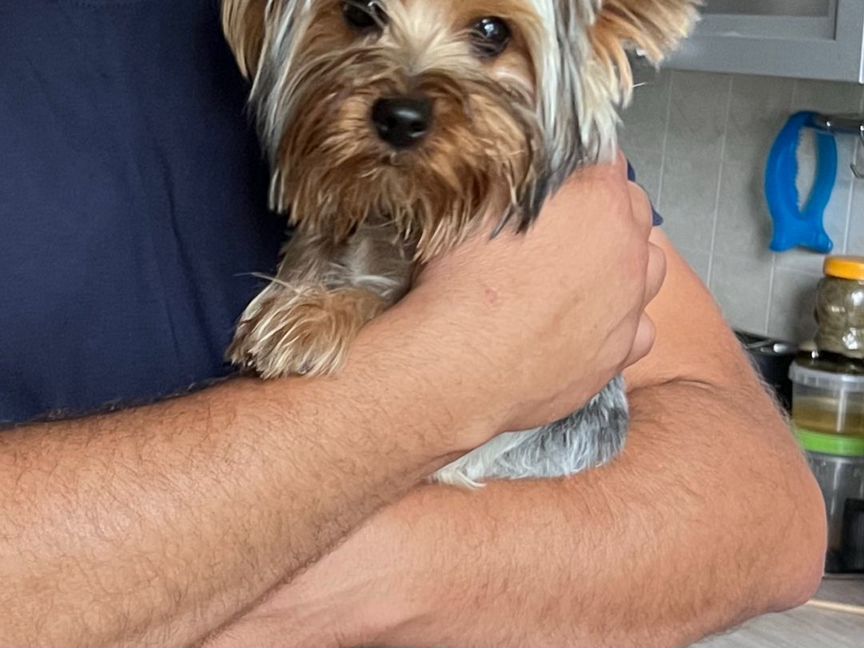 Йоркширский терьер