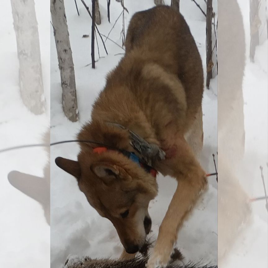 Западносибирская лайка, взрослый пёс