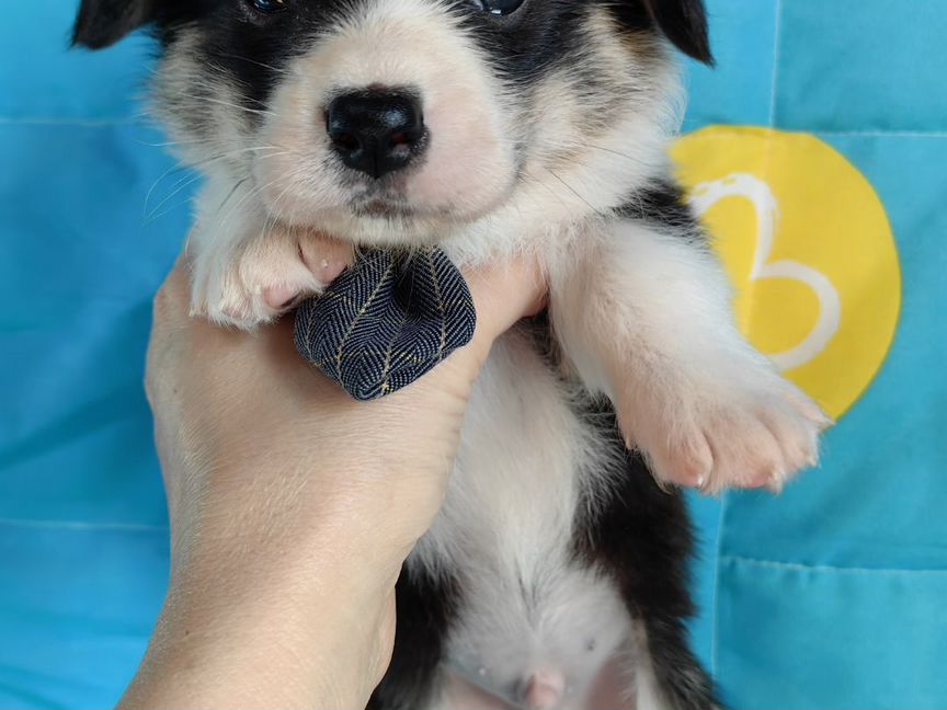 Вельш корги пемброк