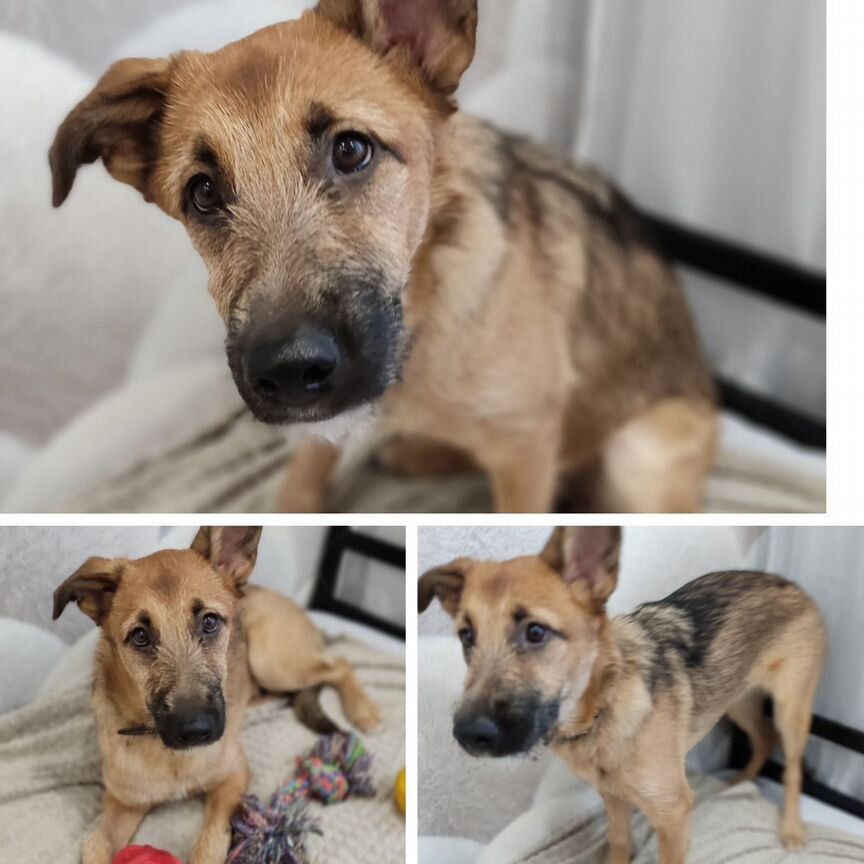 Маленькое солнышко 5 мес, подбросили к приюту