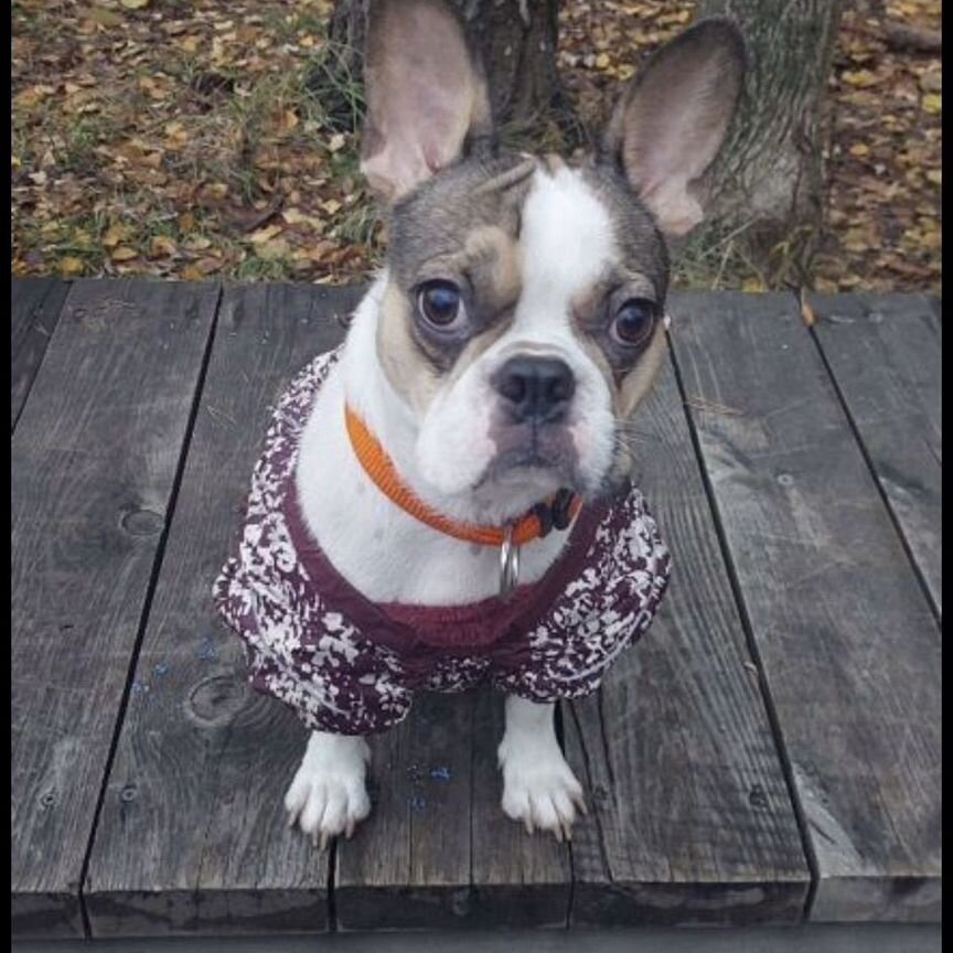 Французский бульдог (метисы)