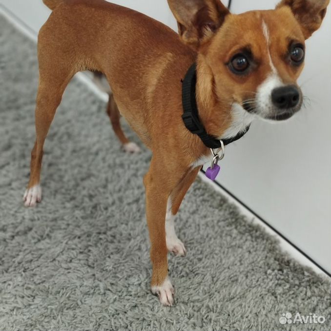 Той терьер на вязку