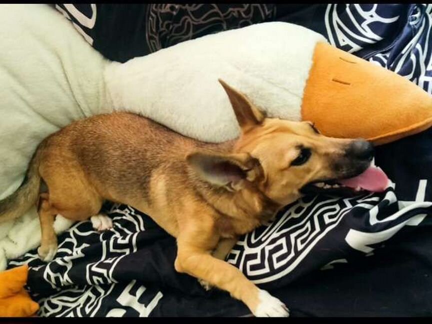 Собака в добрые руки