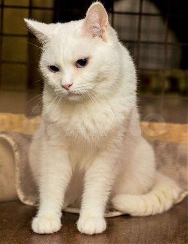 Котик ищет добрую семью