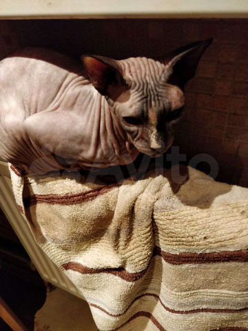 Канадский сфинкс