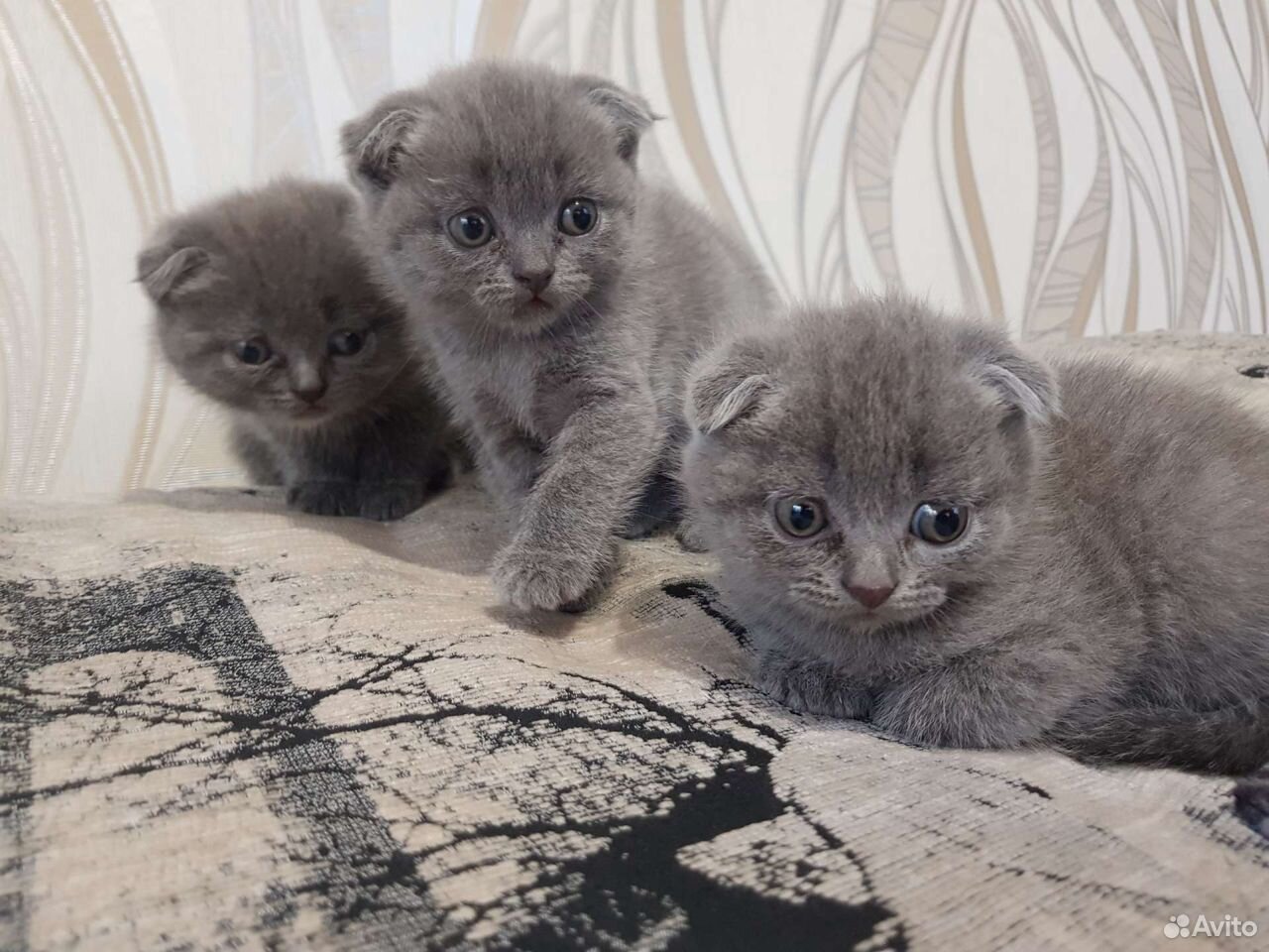 Шотландская