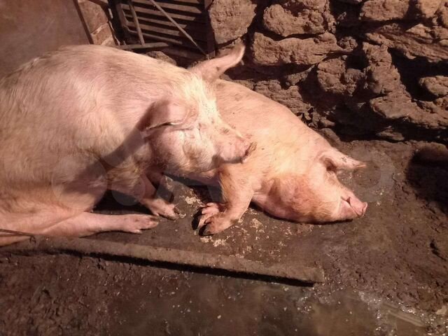 Свиньи на мясо