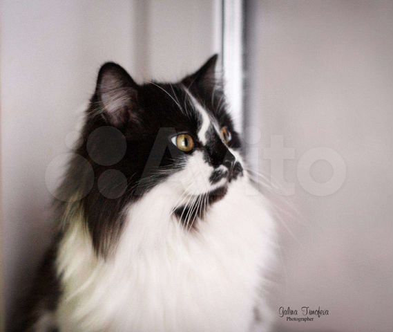 Маркиза в добрые руки